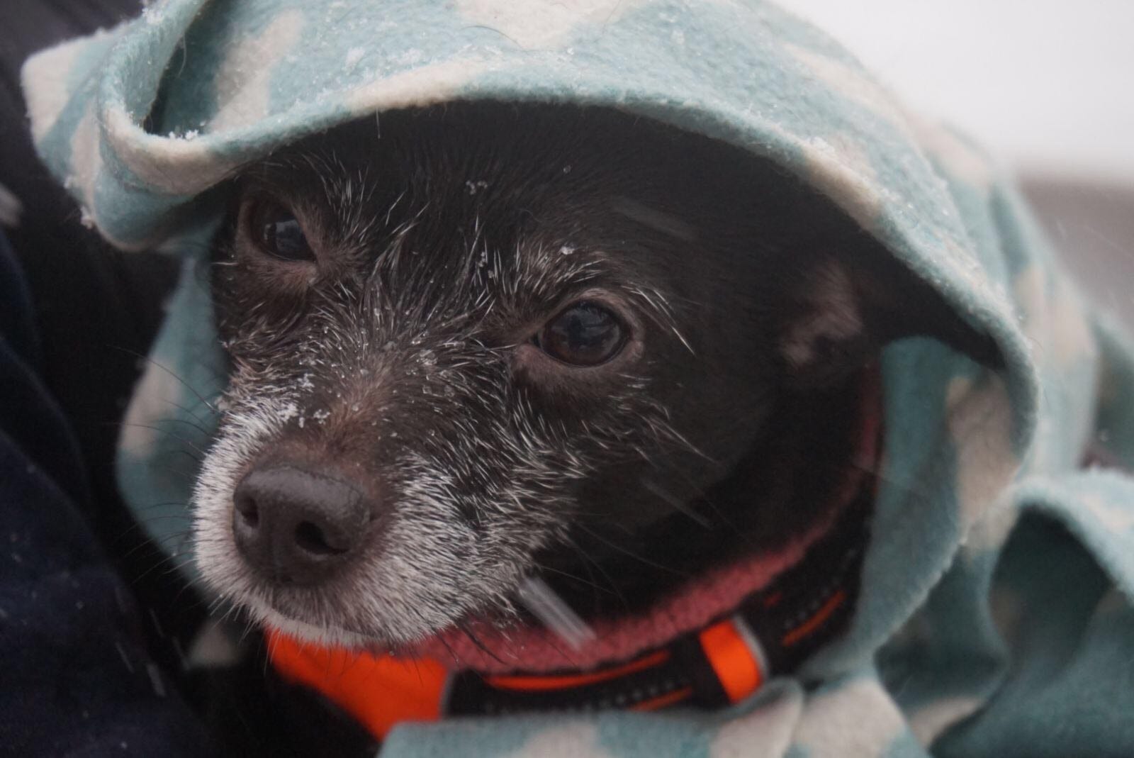 Is Panting A Sign Of Stress In Dogs