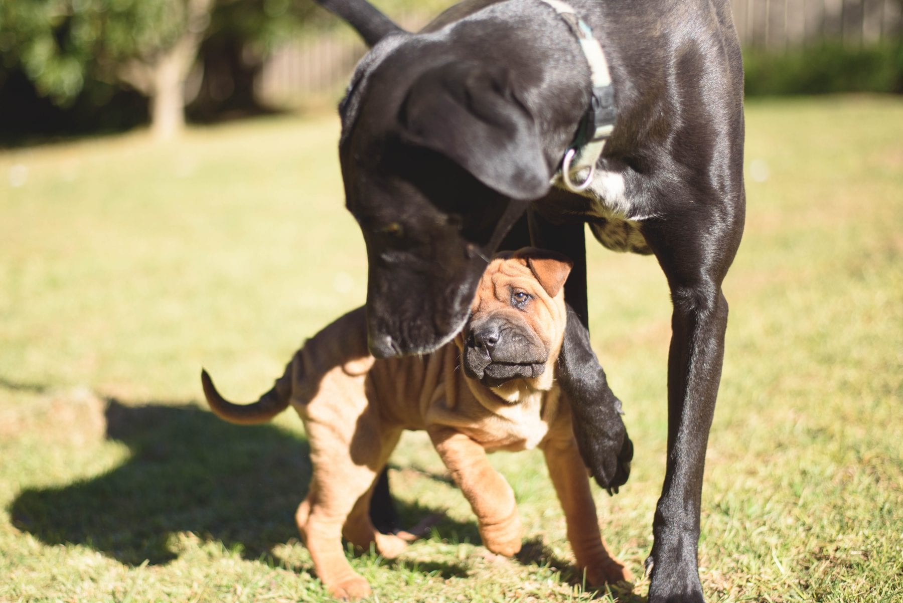 Introducing Your Puppy To Other Dogs - Our Advice Hub | Good Boy